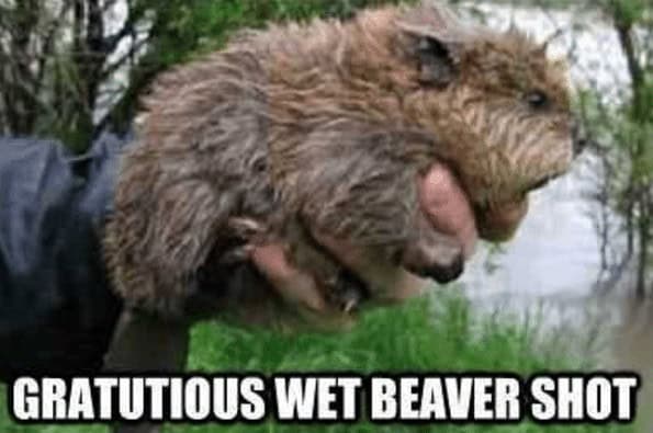 wet beaver shot - WorldWideInterweb