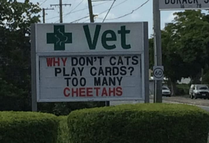 cat vet signs - WorldWideInterweb