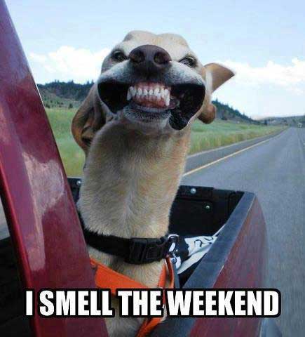 The 20 Funniest Weekend Memes Ever GALLERY 