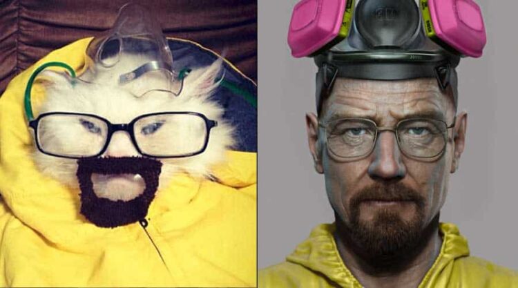 breaking-bad-cat - WorldWideInterweb