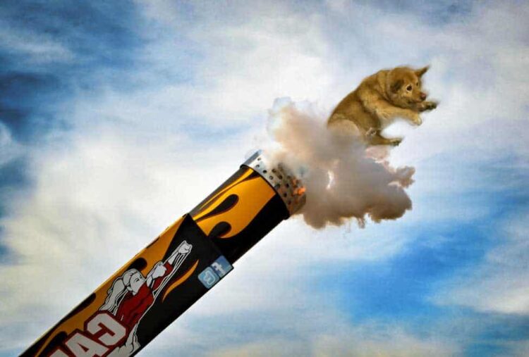 distressed-dog-cannon - WorldWideInterweb
