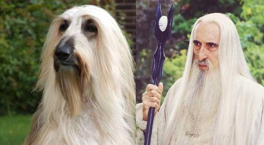 saruman dog - WorldWideInterweb