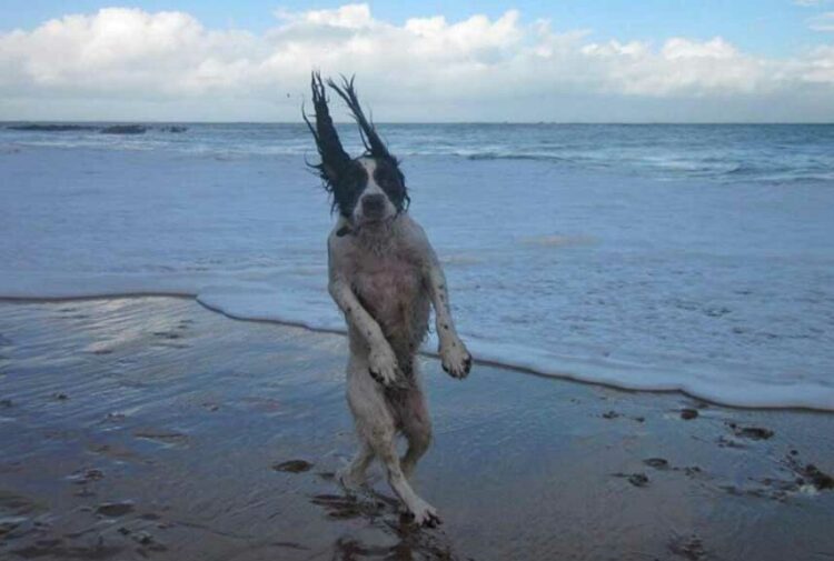 22 of the Funniest Beach Pictures Ever (GALLERY)
