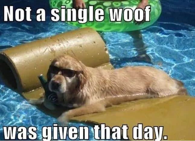 summer dog meme - WorldWideInterweb