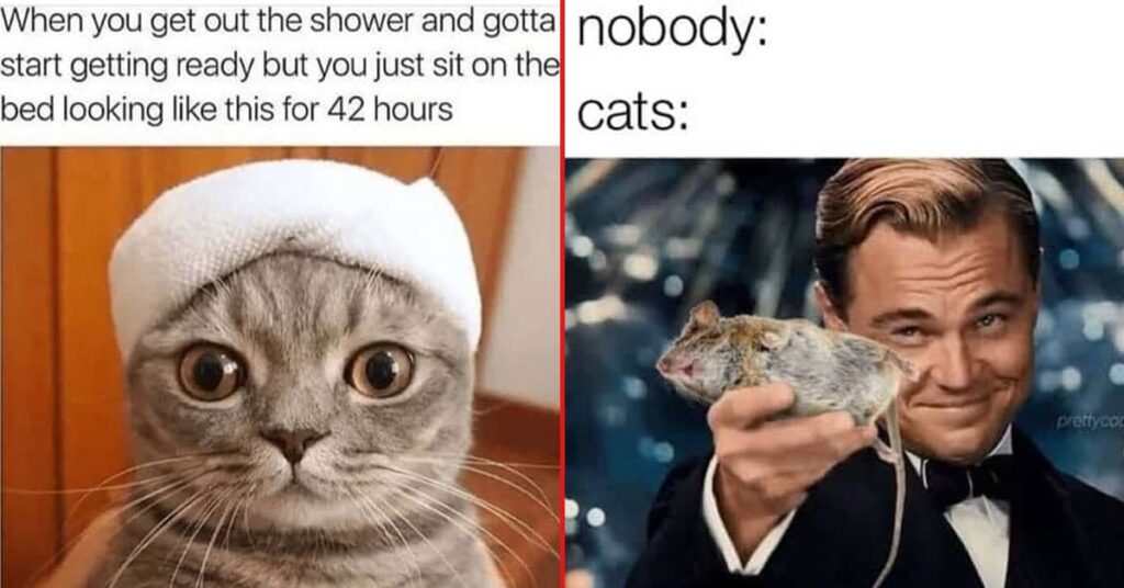 55 Cat Memes That Prove Feline Comedy Is The Cat’s Meow