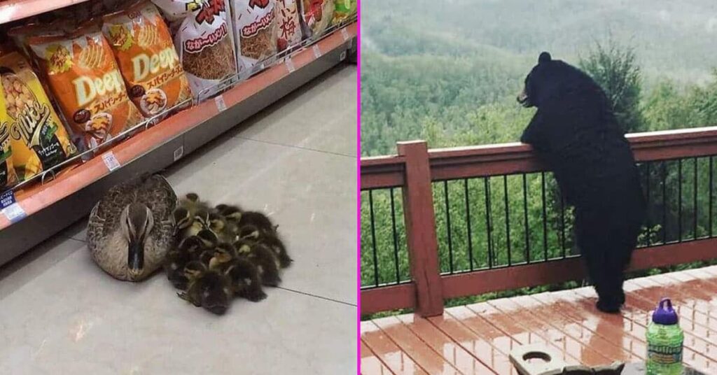 41 Times Wild Animals Crashed The Party In The Funniest Ways