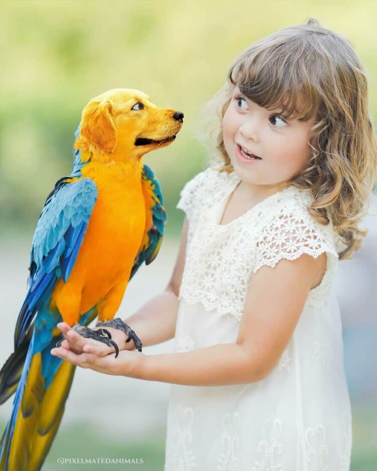 52 Absurd Animal Mashups Created By One Artist’s Photoshop-Fueled ...