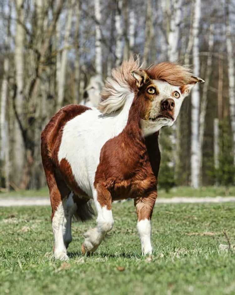 52 Absurd Animal Mashups Created By One Artist’s Photoshop-Fueled ...