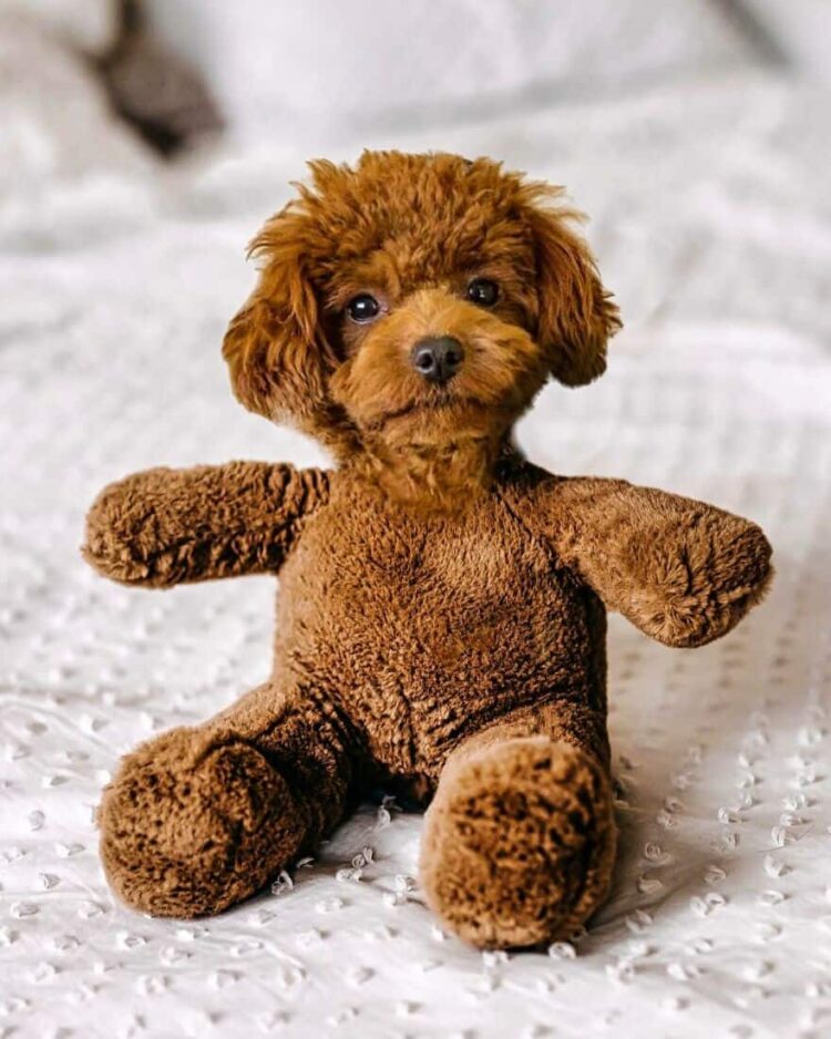 52 Absurd Animal Mashups Created By One Artist’s Photoshop-Fueled ...