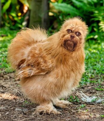 52 Absurd Animal Mashups Created By One Artist’s Photoshop-Fueled ...