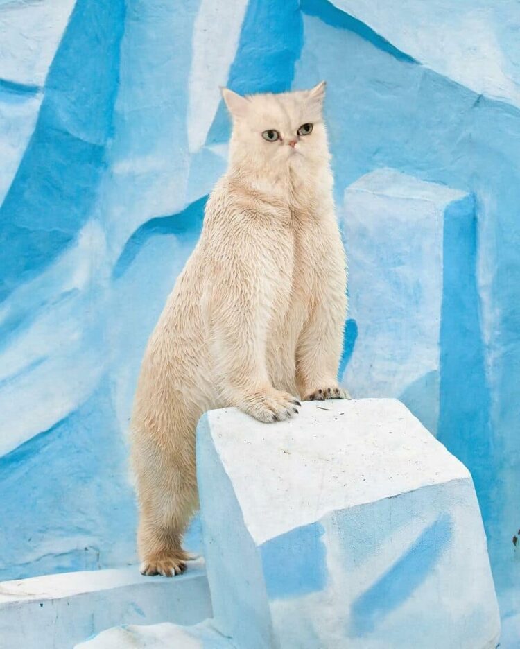 52 Absurd Animal Mashups Created By One Artist’s Photoshop-Fueled Imagination