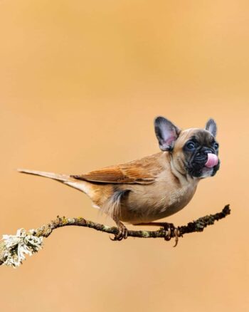 52 Absurd Animal Mashups Created By One Artist’s Photoshop-Fueled ...