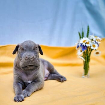 52 Absurd Animal Mashups Created By One Artist’s Photoshop-Fueled ...