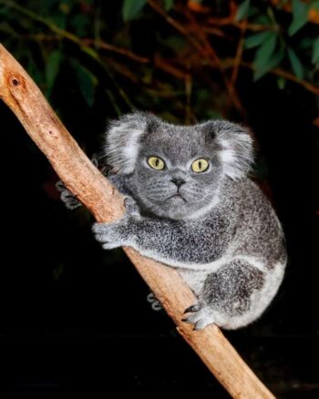 52 Absurd Animal Mashups Created By One Artist’s Photoshop-Fueled Imagination