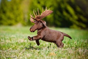 52 Absurd Animal Mashups Created By One Artist’s Photoshop-Fueled ...