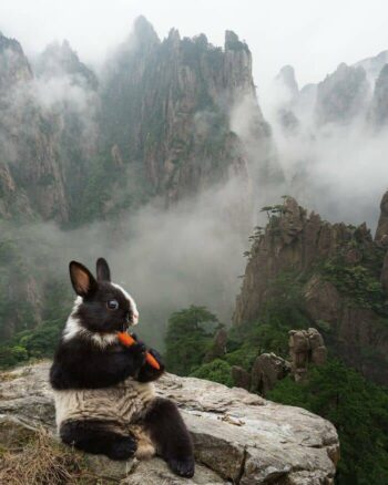 52 Absurd Animal Mashups Created By One Artist’s Photoshop-Fueled ...