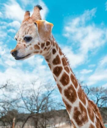 52 Absurd Animal Mashups Created By One Artist’s Photoshop-Fueled ...