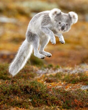 52 Absurd Animal Mashups Created By One Artist’s Photoshop-Fueled ...