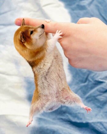 52 Absurd Animal Mashups Created By One Artist’s Photoshop-Fueled ...