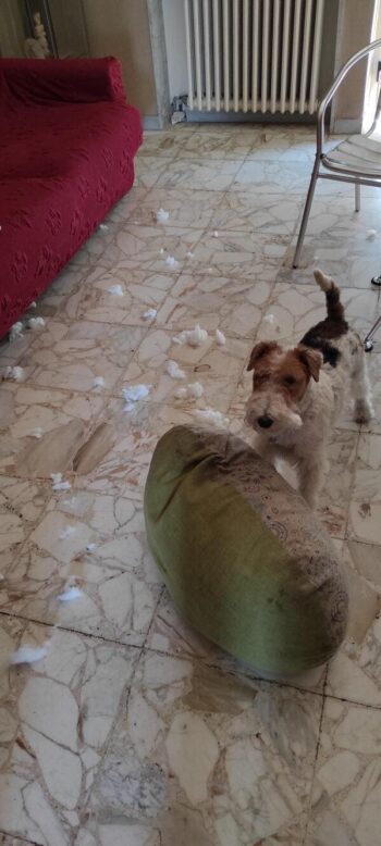 25 Funny Dog Fails That Prove Owning A Dog Is Hilarious