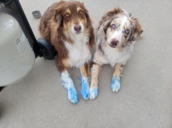 25 Funny Dog Fails That Prove Owning A Dog Is Hilarious