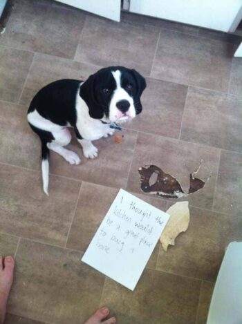 25 Funny Dog Fails That Prove Owning A Dog Is Hilarious