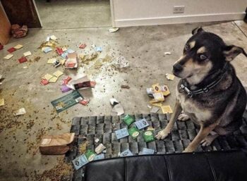 25 Funny Dog Fails That Prove Owning A Dog Is Hilarious