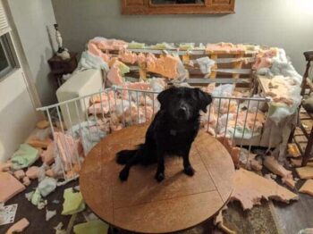 25 Funny Dog Fails That Prove Owning A Dog Is Hilarious
