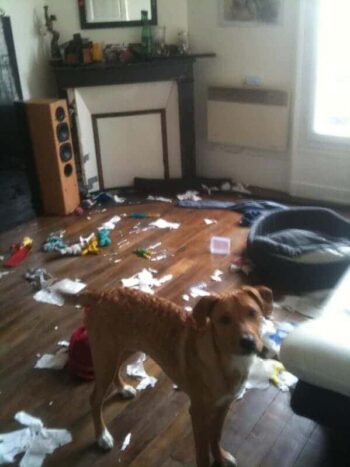 25 Funny Dog Fails That Prove Owning A Dog Is Hilarious