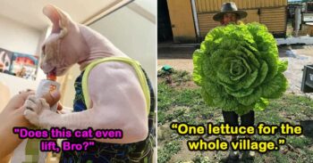 22 Massive Objects That Are Absolute Units And Will Crush Your Sense Of ...