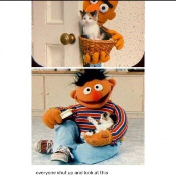 20+ Funny Muppets Memes For Fans Of The World's Favorite Puppet Ensemble