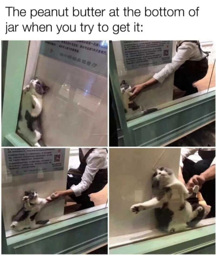 25+ Memes For Peanut Butter Lovers Who Know Peanut Butter Pairs Well ...