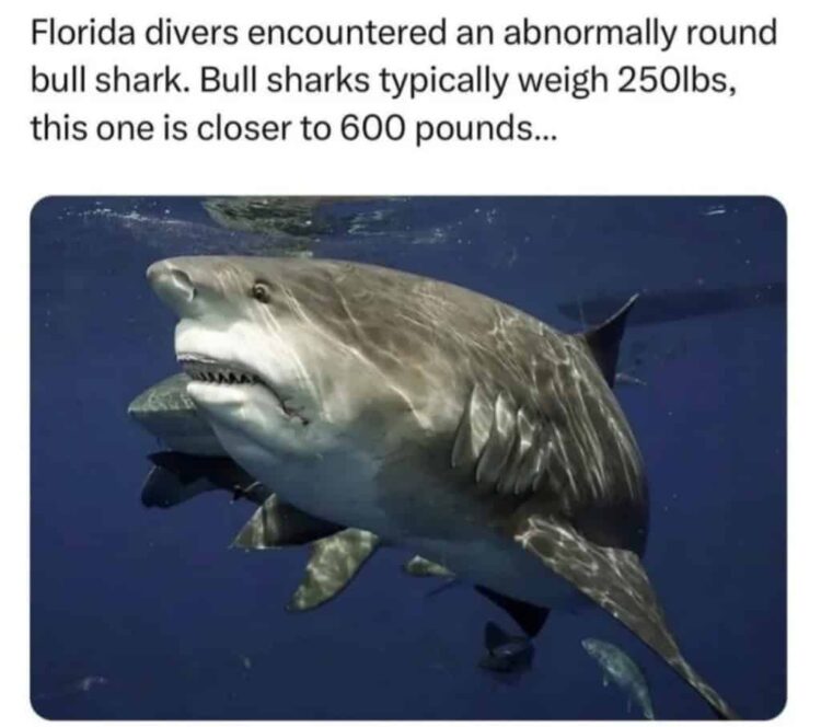 20 Massive Things That Are Simply Larger Than They Should Be